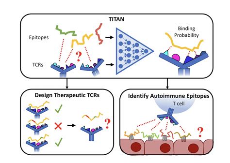 ibm research proposes titan a t cell receptor specificity prediction model with bimodal
