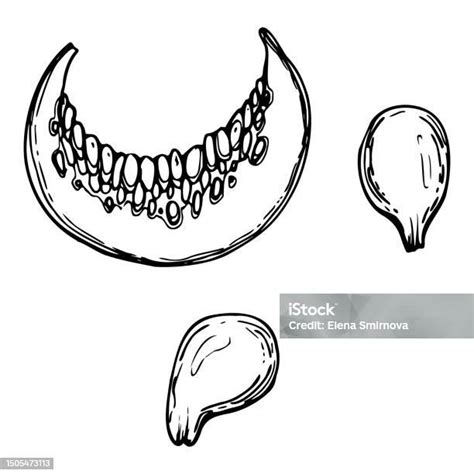 손으로 그린 잉크 벡터 호박 조롱박 스쿼시 추수감사절 할로윈 수확 농사를 위한 스케치 일러스트레이션 아트 격리된 개체 개요 레스토랑 메뉴 인쇄 카페 웹사이트 초대장 디자인