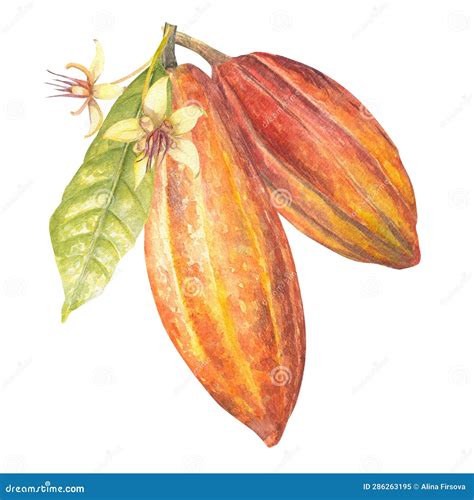 Cocoa Leaves Hand Drawn Watercolor Clip Art Royalty Free Stock Image 221627776