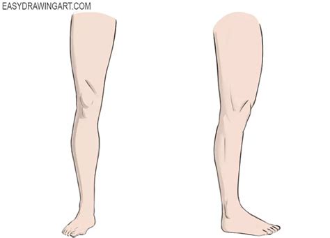 Leg Muscle Drawing