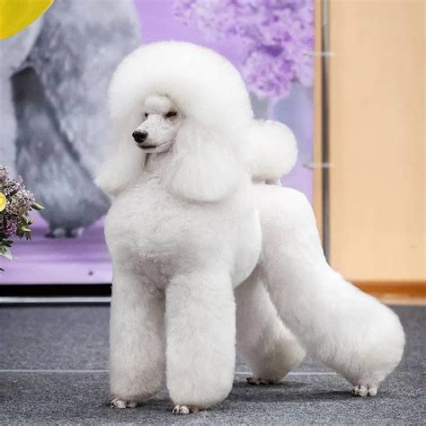 French Poodle 7 Hilarious French Poodle Dog Misconceptions Poodles World