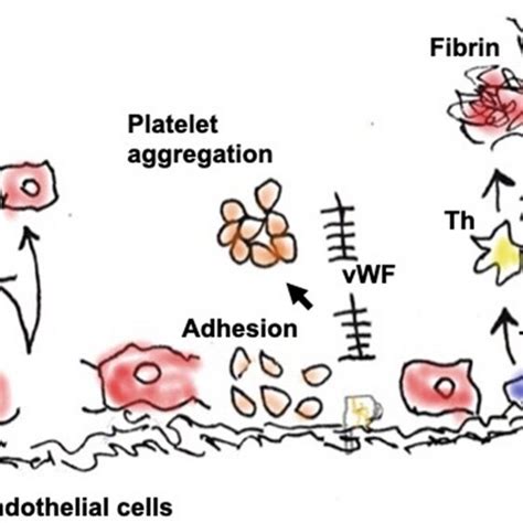 Circulating Endothelial Cells Cec Are The Outcome Of Detachment Of Download Scientific