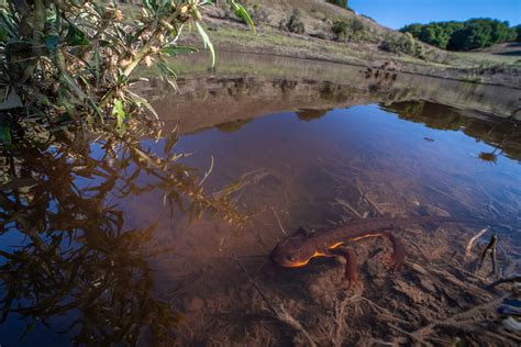 The Newt Normal Can We Save Californias Charismatic Newts