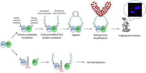 Cell Press Star Protocols