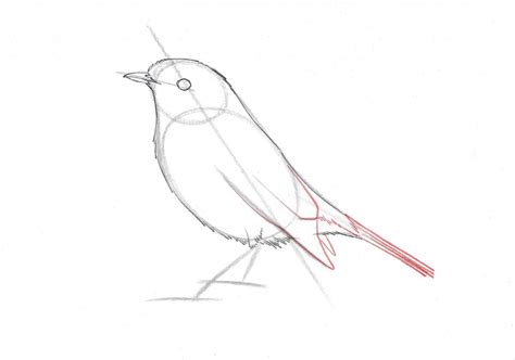 Twelve Steps To Draw A Robin Artofit