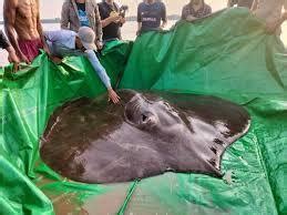 Meet The Worlds Largest River Fish Ever Recorded
