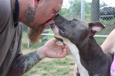 Pibble And All Paws Rescue Pibble And All Paws Rescue