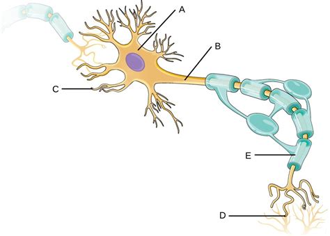 Anatomy Of The Nervous System Microbiology