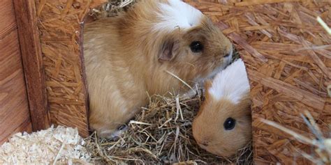 Keeping Guinea Pigs Warm In Winter Pdsa