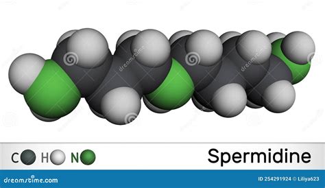 Spermidine Molecule Molecular Structures Polyamine 3d Model Structural Chemical Formula And