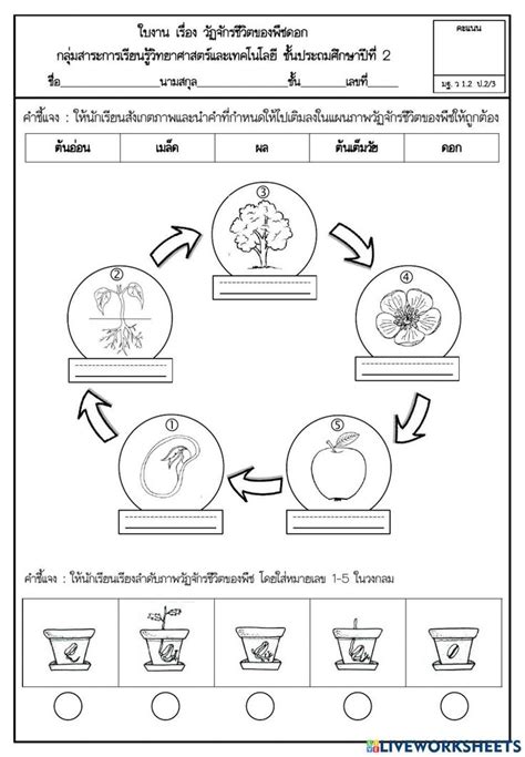 วัฏจักรชีวิตของพืชดอก 1 Worksheet