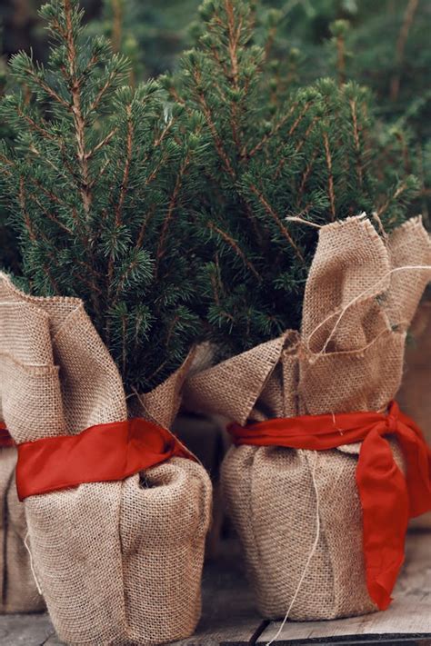 Świerk Jodła Czy Sosna Wybierz Idealną Choinkę Na Święta