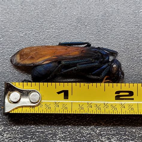Rare 1 Tarantula Hawk Wasp Pepsis Heros Big Real Insect Bee Etsy