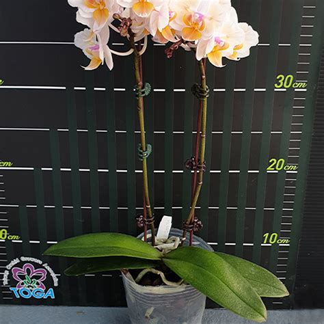 Phal. Miki Good Idea (peloric - 2 eyes) 好點子 (兩眼) – Orchidmart