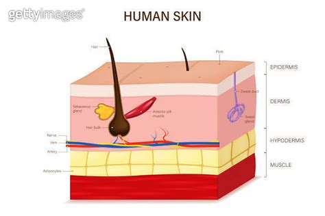 Human Skin Anatomy Skin Layers Structure Vector Epidermis Dermis
