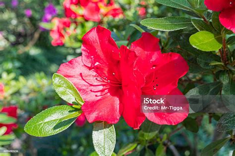 흐릿한 나뭇잎을 배경으로 6개의 꽃잎이 있는 생생한 붉은 꽃의 클로즈업 이미지 신선함 자연 또는 세부 사항에 대한 관심을