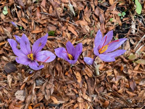 How To Plant And Harvest Saffron Crocus