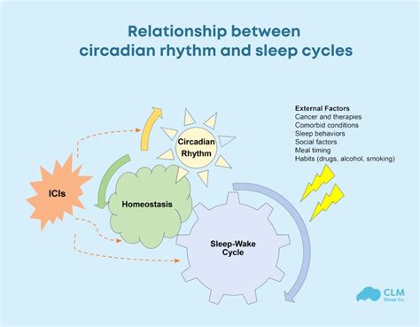 Everything To Know About Circadian Rhythm And Sleep