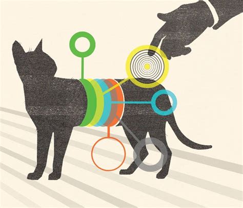 Your Cat Questions Answered Scientific American