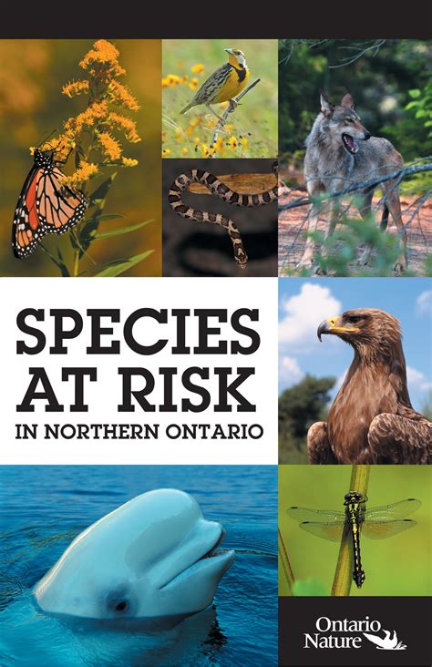 Species At Risk In Northern Ontario Nature Guide Page 1
