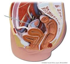 Exam Reproductive System Flashcards Quizlet