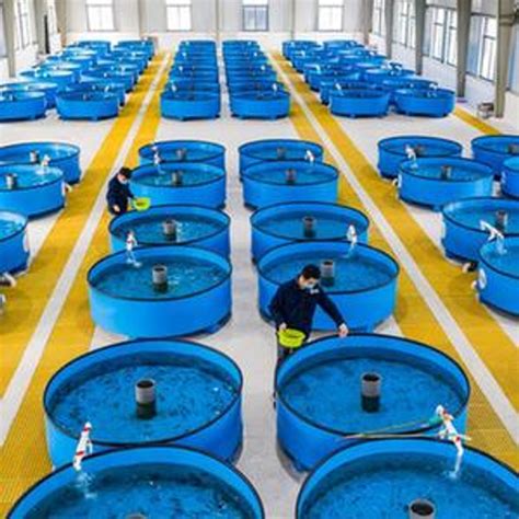 三峡2021年中华鲟全人工繁育规模创纪录 新浪图片