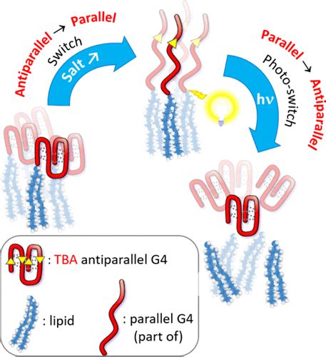 Controlling The G Quadruplex Topology Toward The Formation Of A Lipid