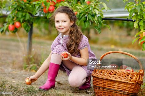 유기농 과수원에 빨간 사과와 화려한 옷과 고무 고무 부츠에서 작은 Schoool 여자의 초상화 사랑 스러운 행복 건강 한 아기 아이 나무에서 익은 과일 따기와 재미 가을에