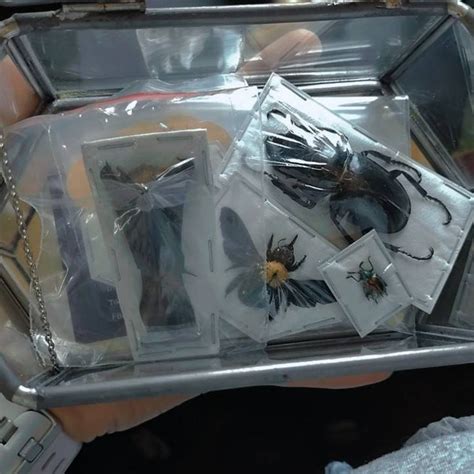 Assorted Bugs Insects Specimen Wholesale Mix Lot Bulk Etsy Uk