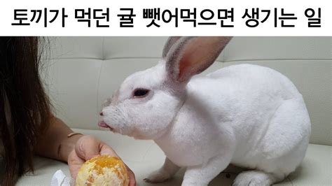 토끼가 귤먹을 때 뺏어먹으면 어떻게될까요 힐링 귀여운영상 토끼 먹방 귤 Youtube