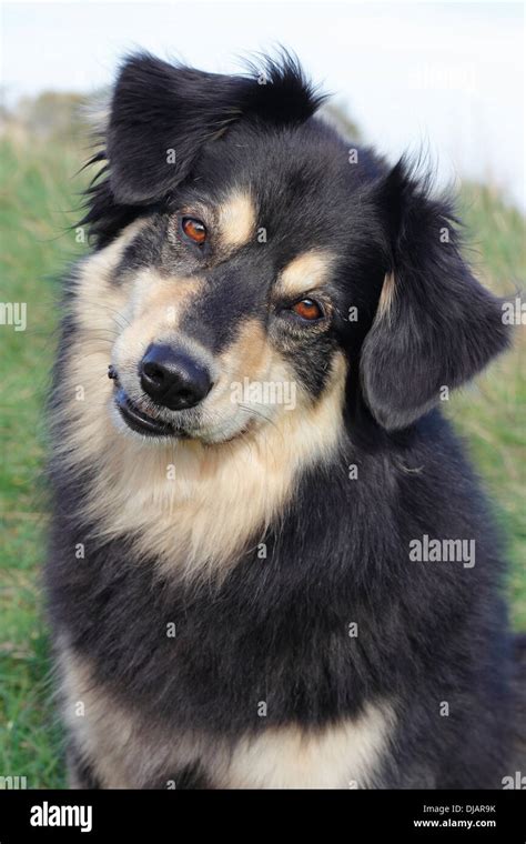 Aussie Mix Dogs