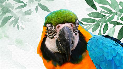 200 Parrot Wallpapers