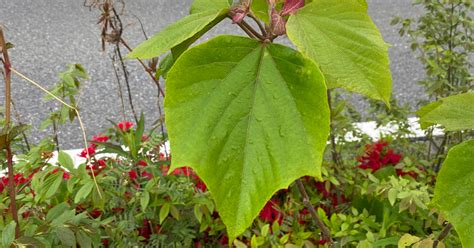 雑草が木になる前に！アカメガシワの駆除方法を解説 Kusakaroo｜くさかるー