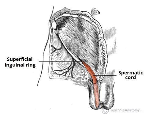 Spermatic Cord Tract