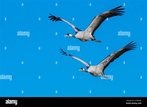 Grey Common Cranes Grus Grus Flying In Front Of Blue Sky Migratory