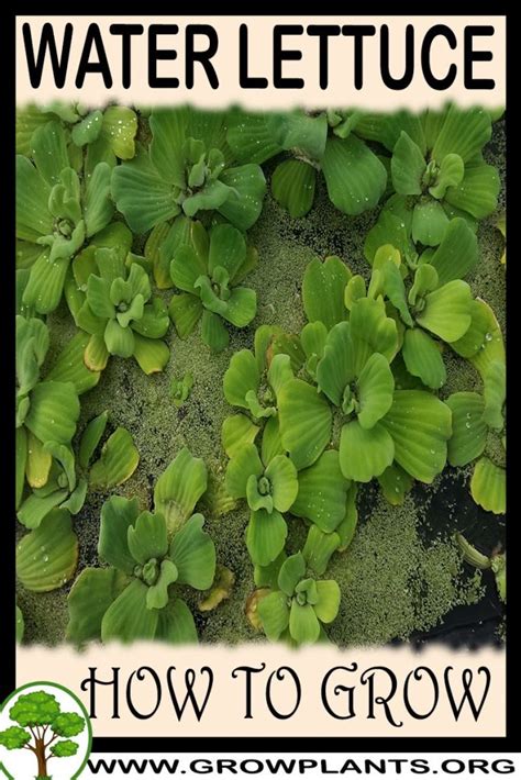Water Lettuce How To Grow And Care