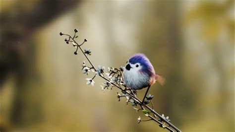 Cute Bird Animation Youtube