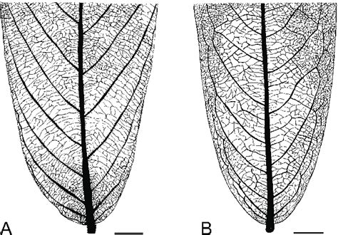Types Of Leaf Vein Patterns At Frances Storey Blog