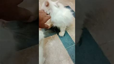 Funny Cats And Kittens Playing Compilation