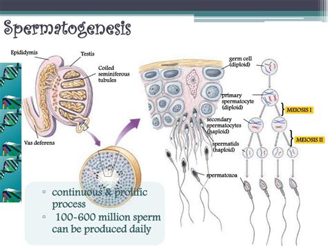 Ppt Meiosis Vs Mitosis Animation Powerpoint Presentation Free
