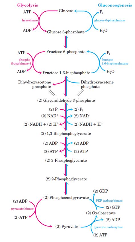 How Is Gluconeogenesis Related To Glycolysis Example