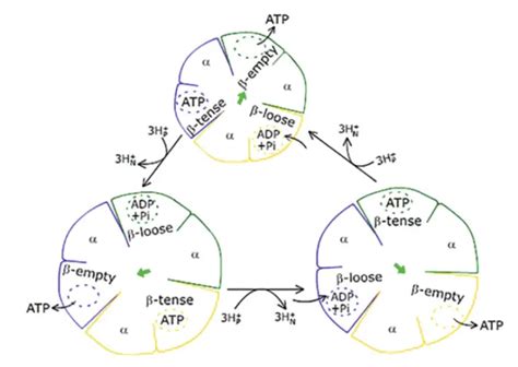 ATP Synthase Structure Mechanism Inhibition Diseases Biology Notes Online