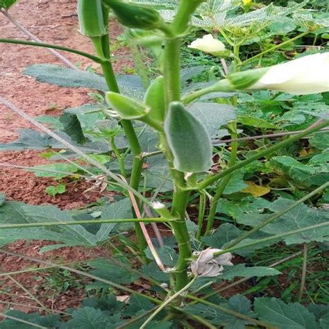 Lady Finger Detection Object Detection Dataset And Pre Trained Model By