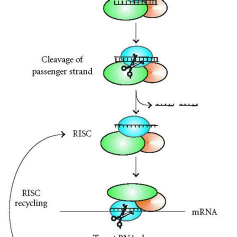 Model For Assembly And Function Of RISC According To 31 Under Download Scientific Diagram
