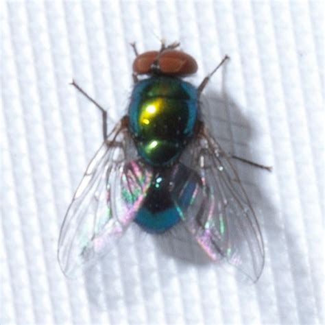 Lucilia Lucilia Bugguide Net