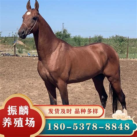 马匹饲养马匹大全名贵马匹第13页大山谷图库