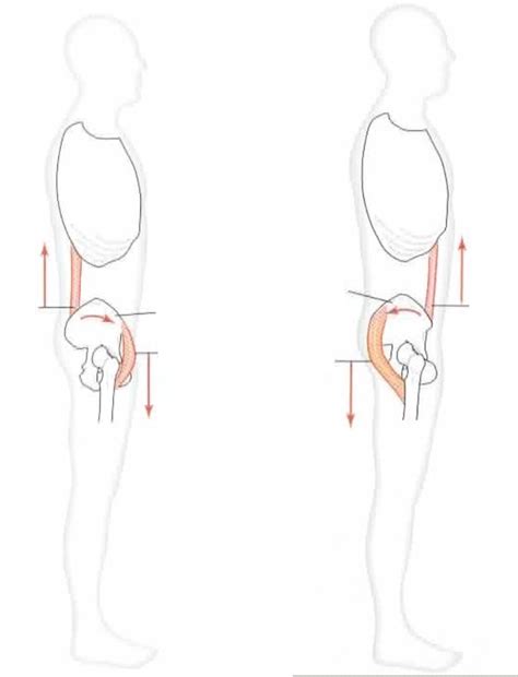 Test 2 Pelvic Girdle Diagram 13 And 14 [muscle Control Force Couples] Diagram Quizlet