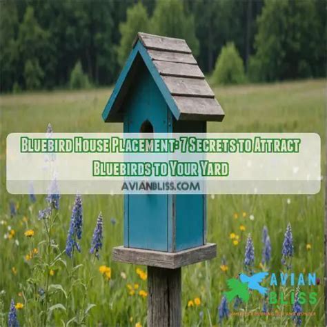 Bluebird House Placement 7 Secrets To Attract Bluebirds To Your Yard