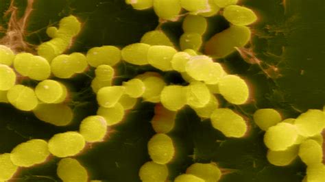 Scanning Electron Microscopy Videos And Hd Footage Getty Images