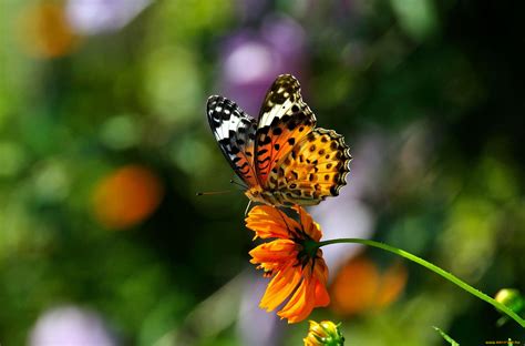 Обои Животные Бабочки мотыльки моли обои для рабочего стола фотографии животные бабочки